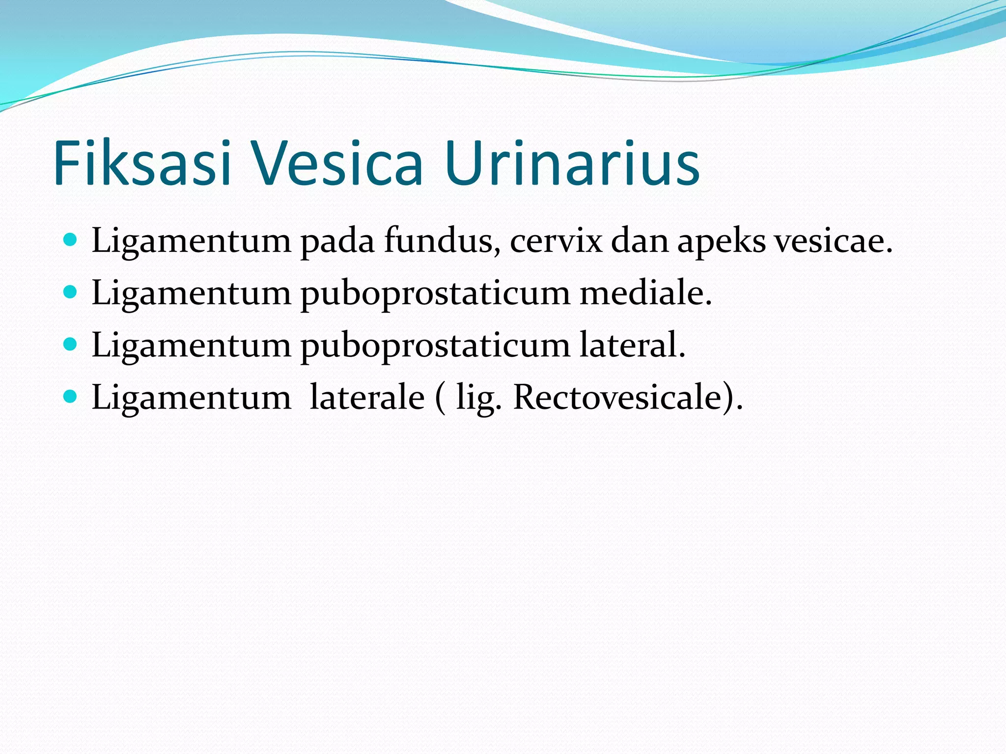 Anatomi traktus urinarius | PPTX