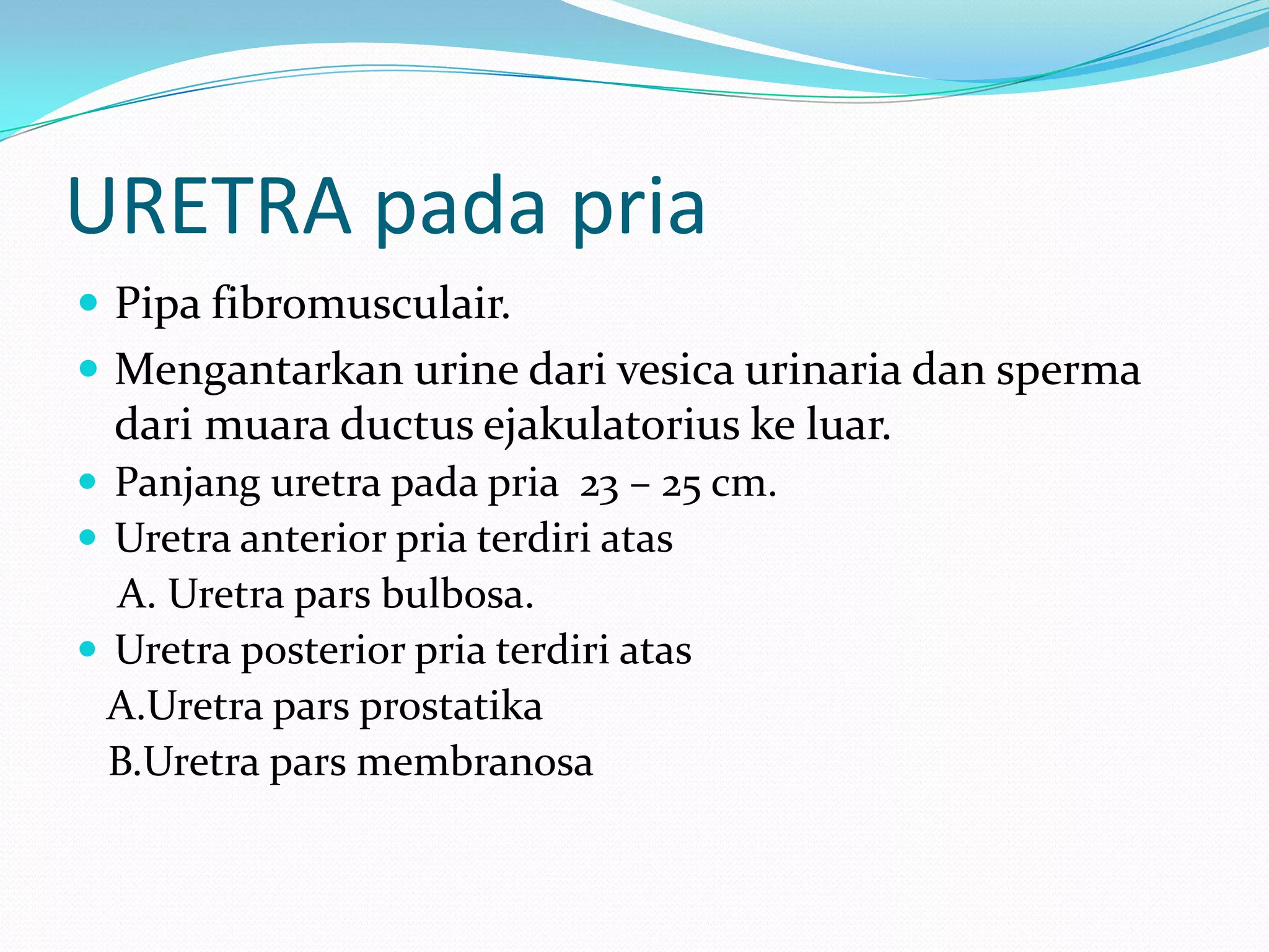 Anatomi traktus urinarius | PPTX