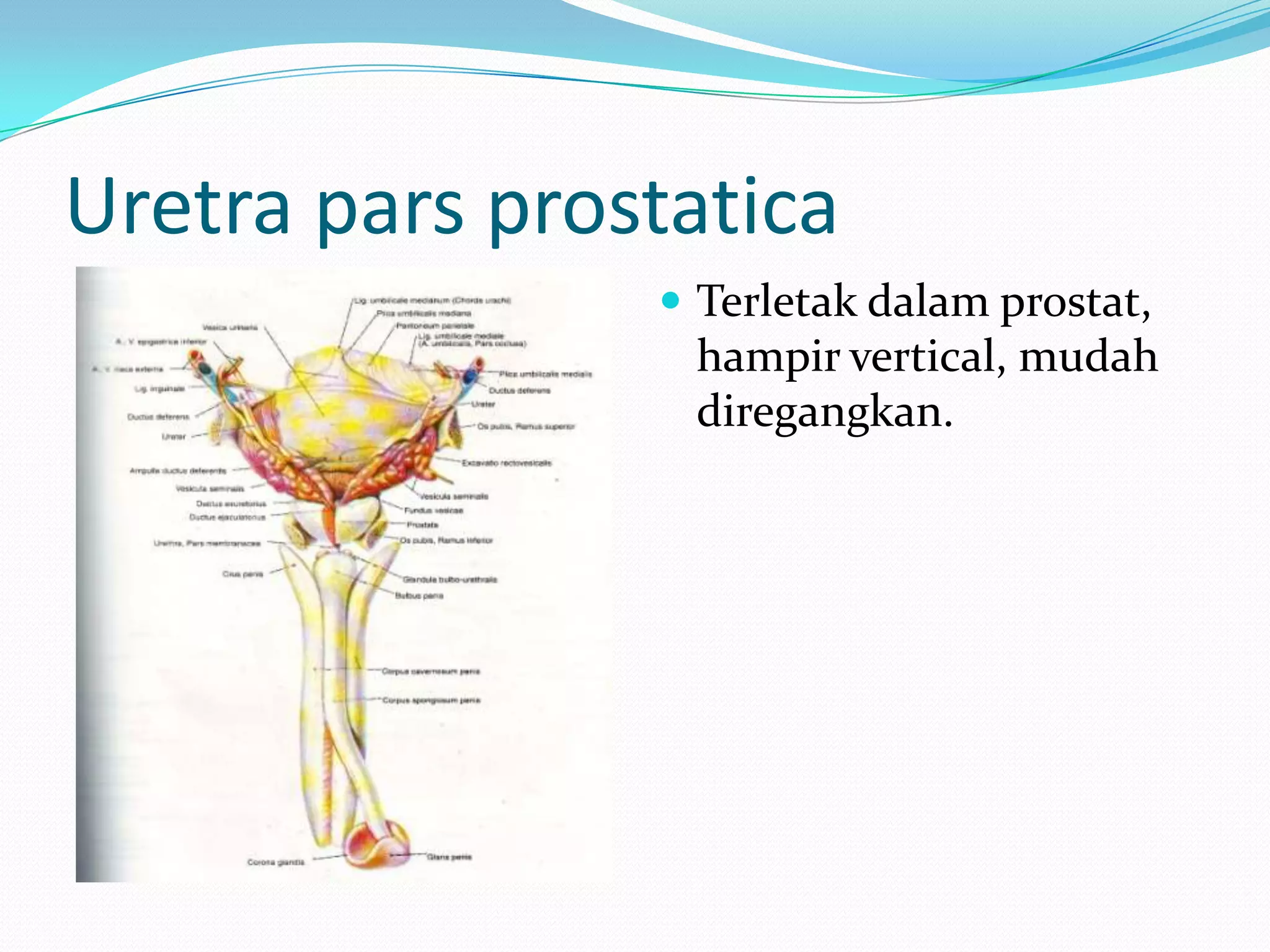 Anatomi traktus urinarius | PPTX