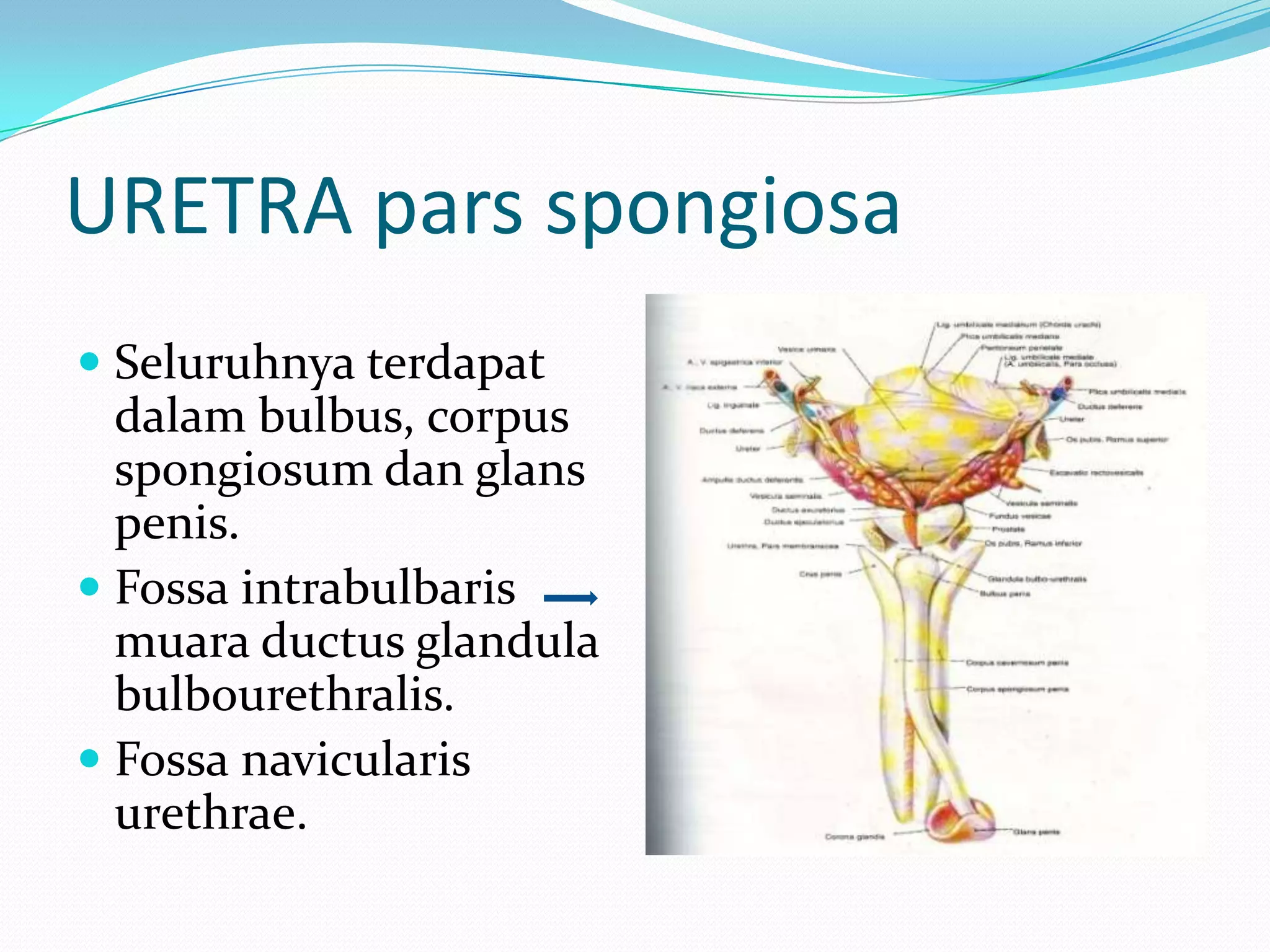 Anatomi traktus urinarius | PPTX