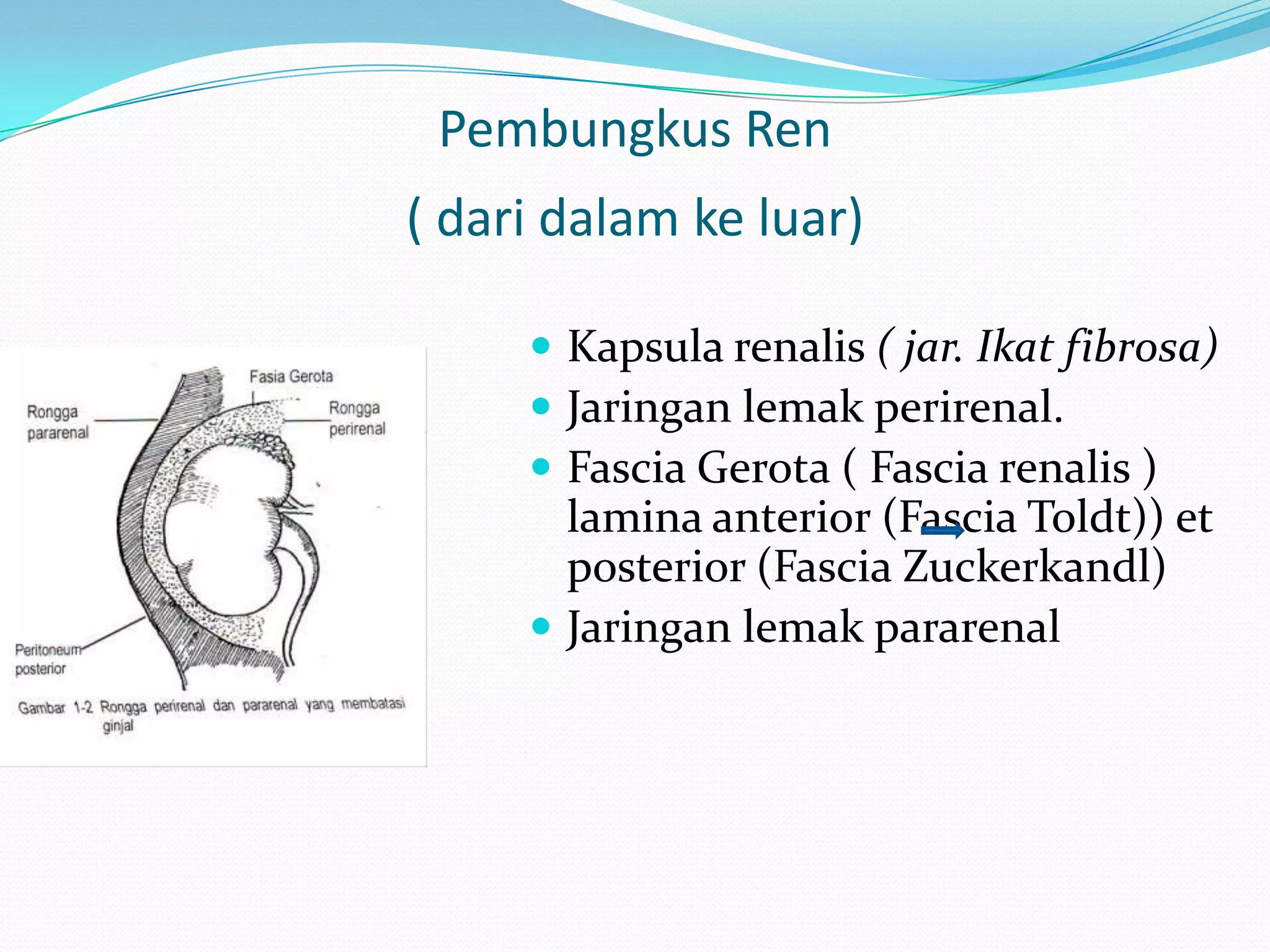 Anatomi traktus urinarius | PPTX