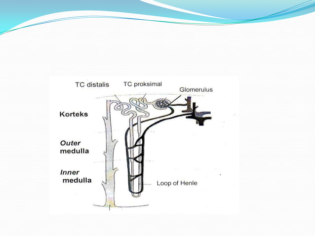 Anatomi traktus urinarius | PPT