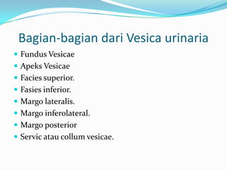 Anatomi traktus urinarius | PPTX