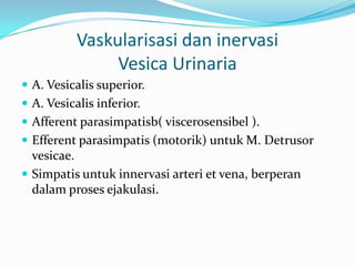 Anatomi traktus urinarius | PPTX