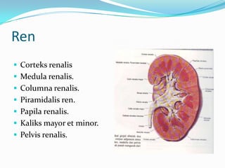 Anatomi traktus urinarius | PPTX