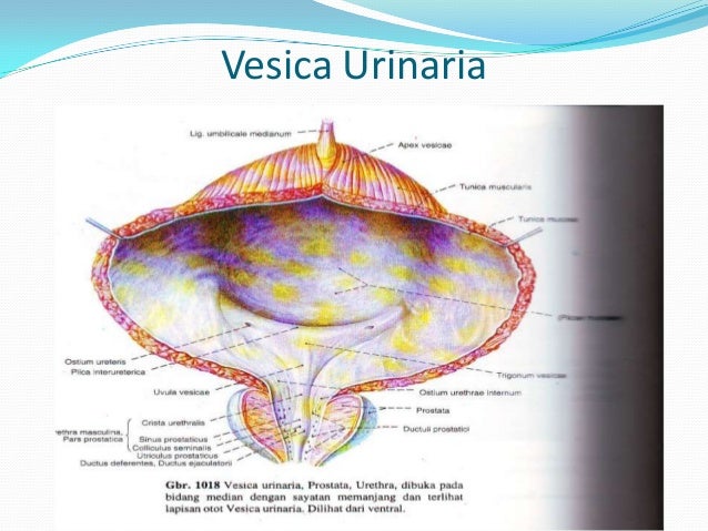 Anatomi traktus urinarius
