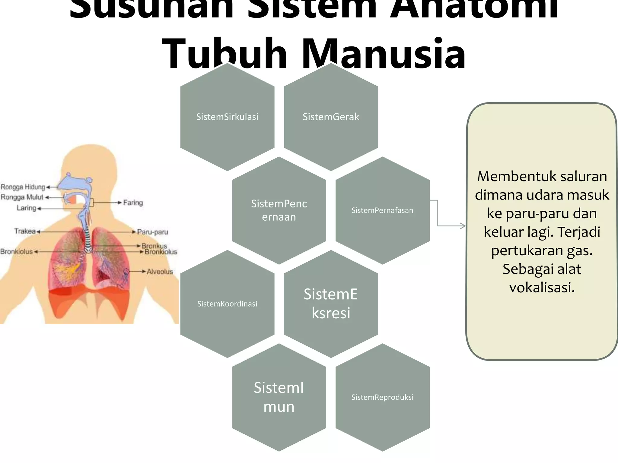 ANATOMI TUBUH MANUSIA.pptx