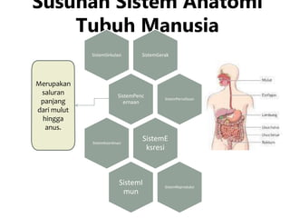 ANATOMI TUBUH MANUSIA.pptx