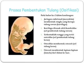 Anatomi tubuh manusia (sistem gerak).pptx