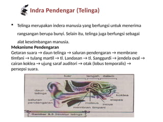 Anatomi tubuh manusia (sistem koordinasi).pptx