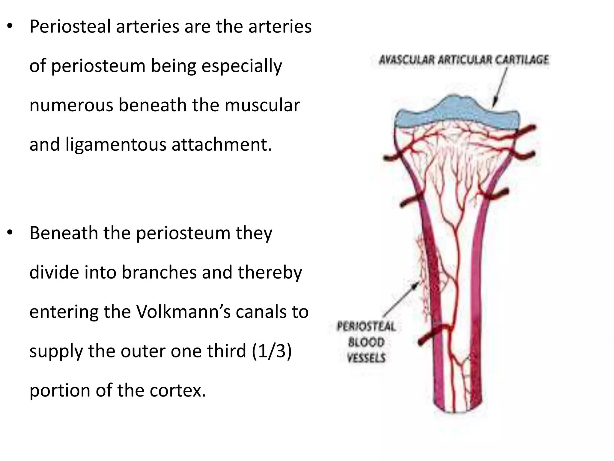 Anatomi tulang - gambar skema blood supply tulang dan periosteal.pdf