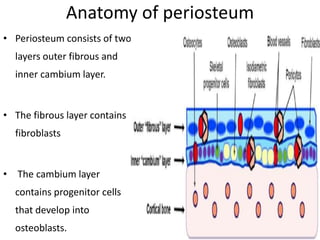 Anatomi tulang - gambar skema blood supply tulang dan periosteal.pdf