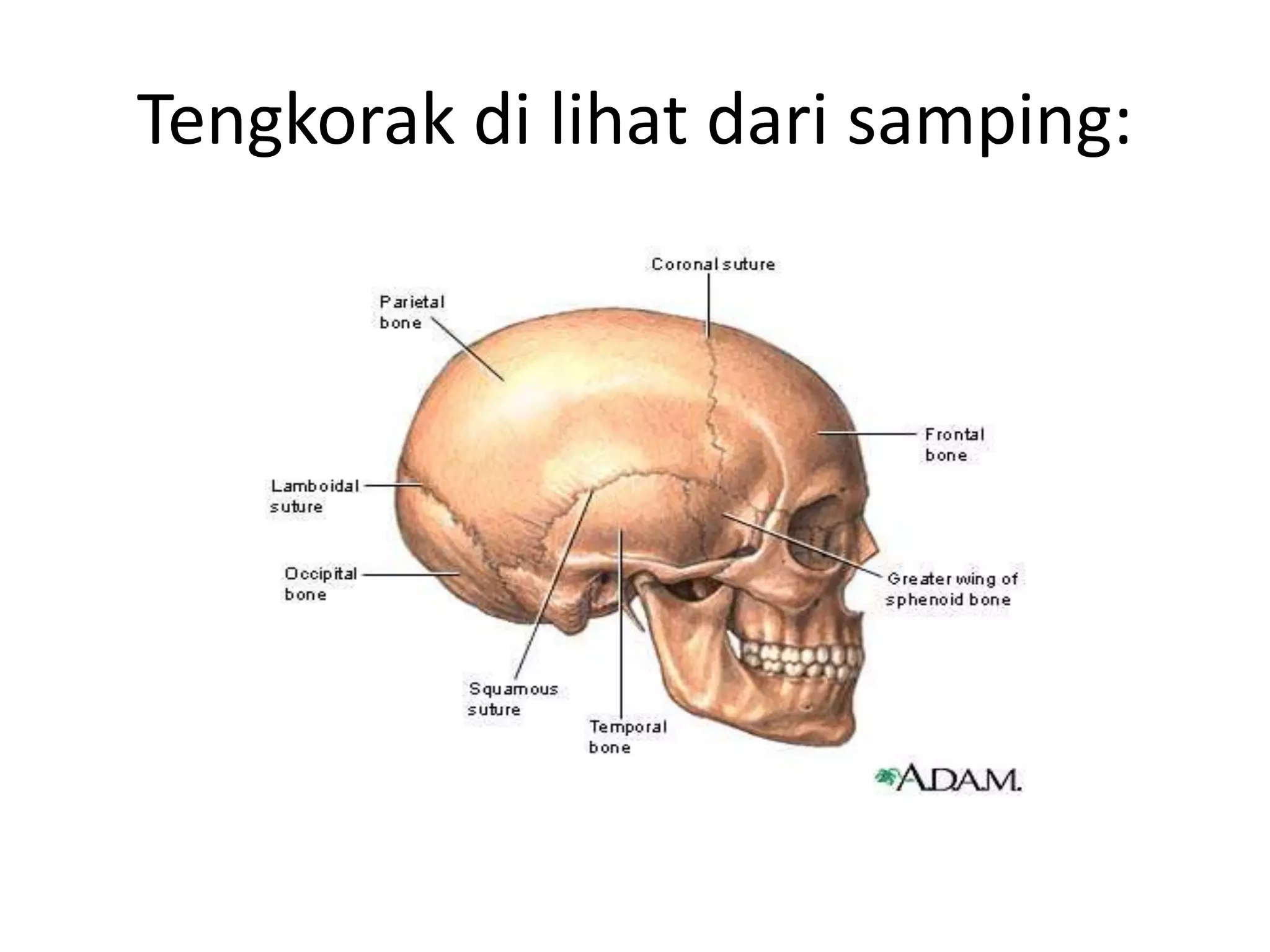 ANATOMI TULANG KEPALA.pptx