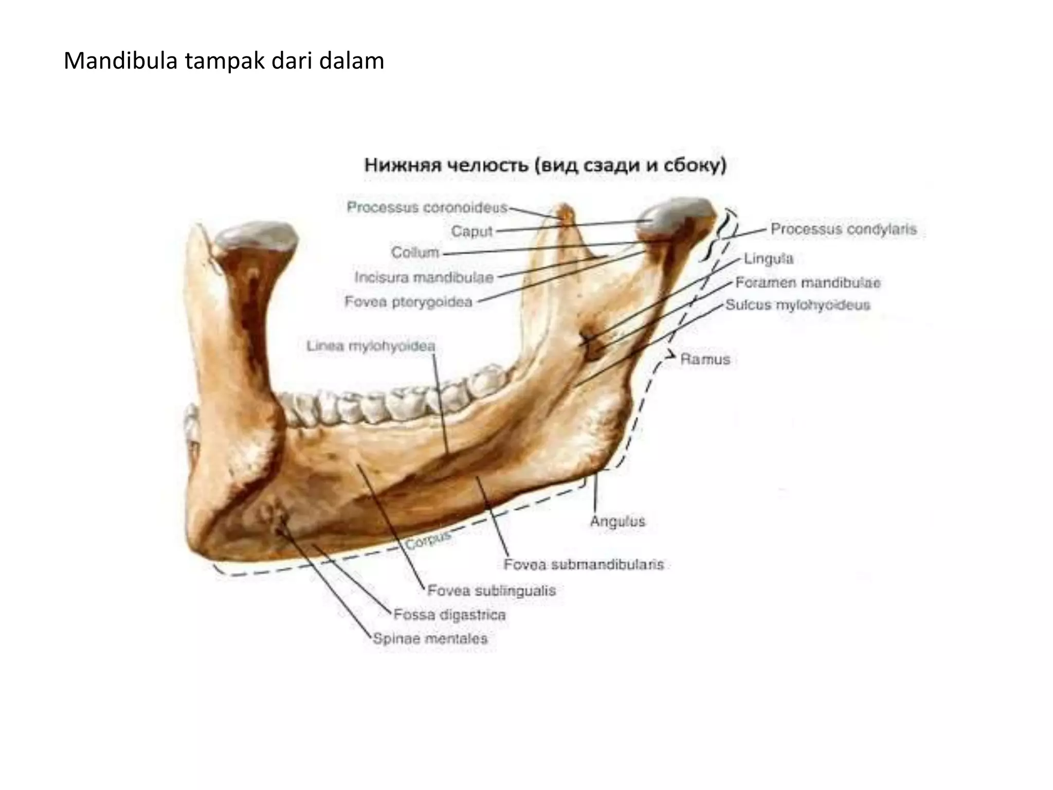 ANATOMI TULANG KEPALA.pptx
