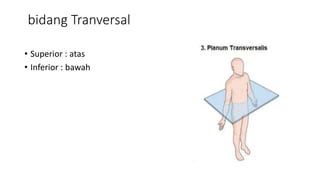 ANATOMI TULANG RANGKA MANUSIA DN ORGAN TUBUH.pptx