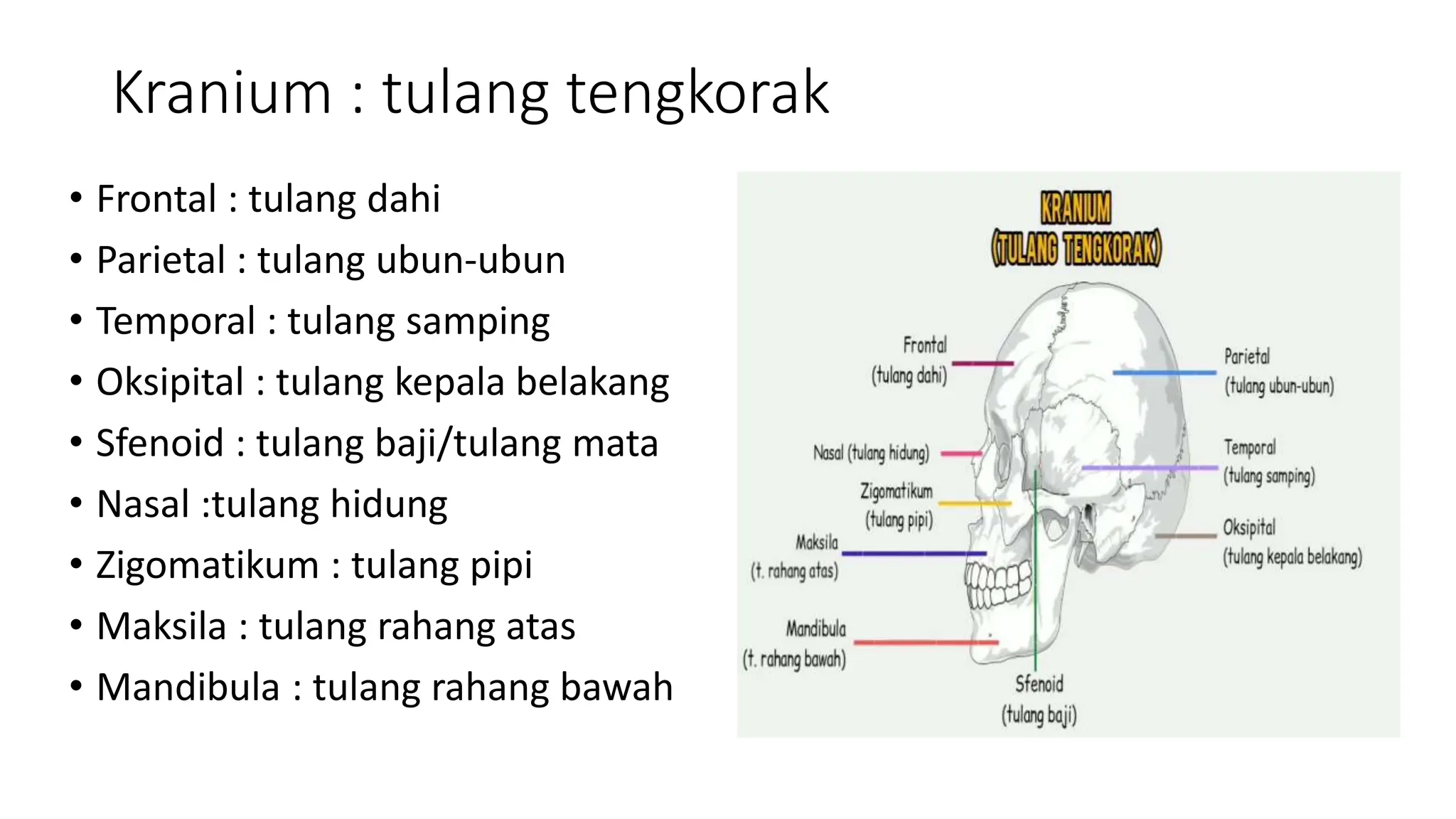 ANATOMI TULANG RANGKA MANUSIA DN ORGAN TUBUH.pptx