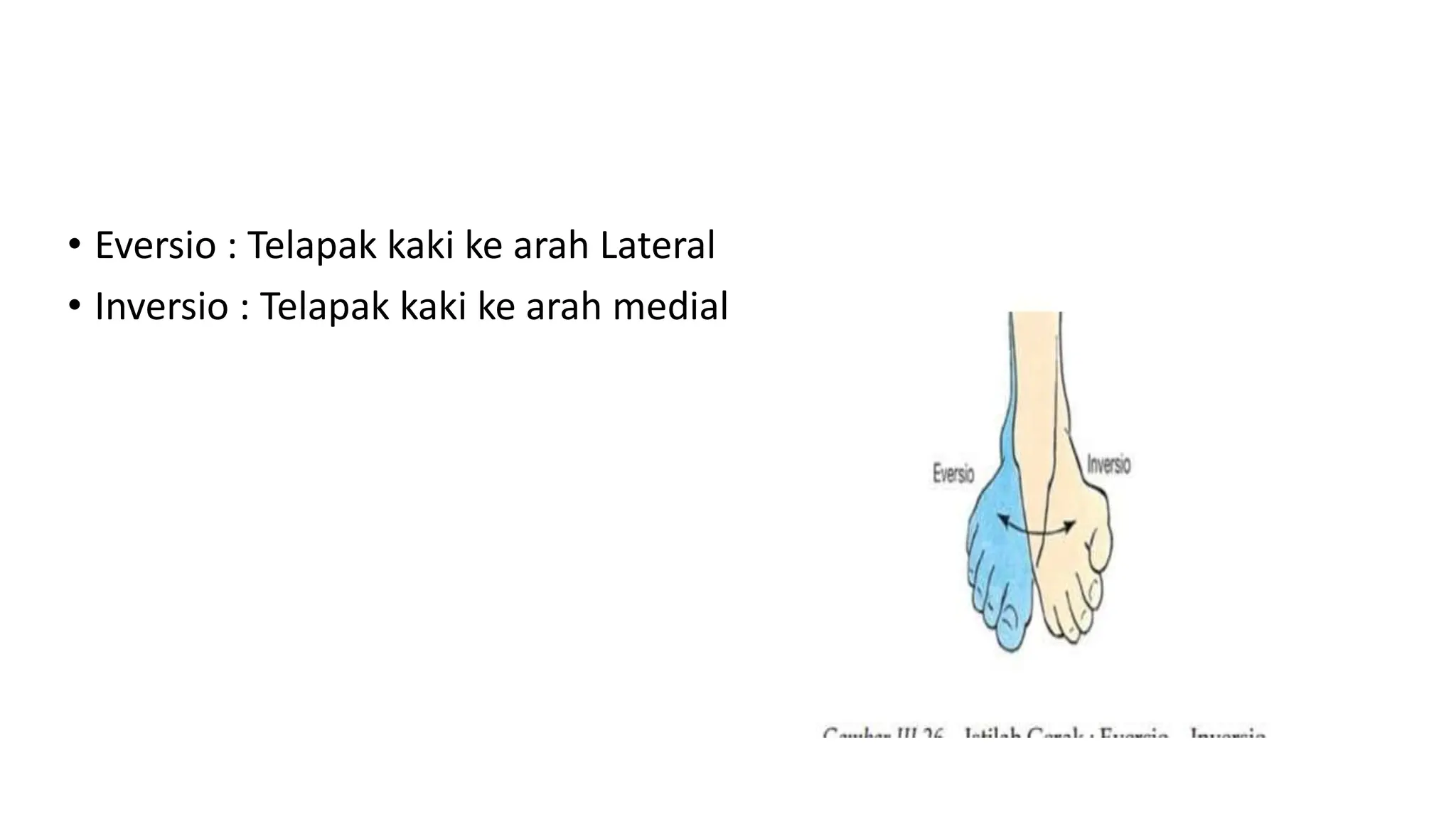 ANATOMI TULANG RANGKA MANUSIA DN ORGAN TUBUH.pptx