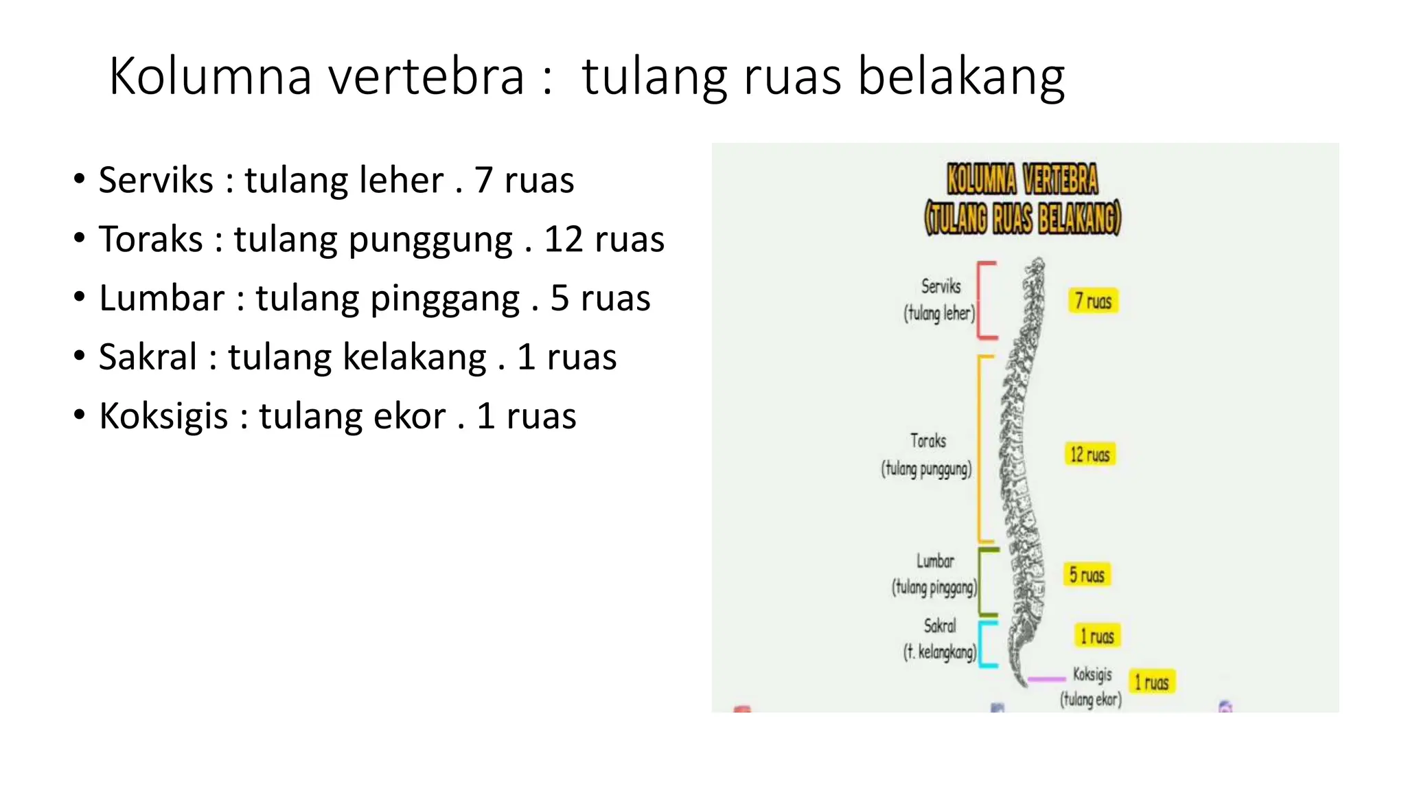 ANATOMI TULANG RANGKA MANUSIA DN ORGAN TUBUH.pptx