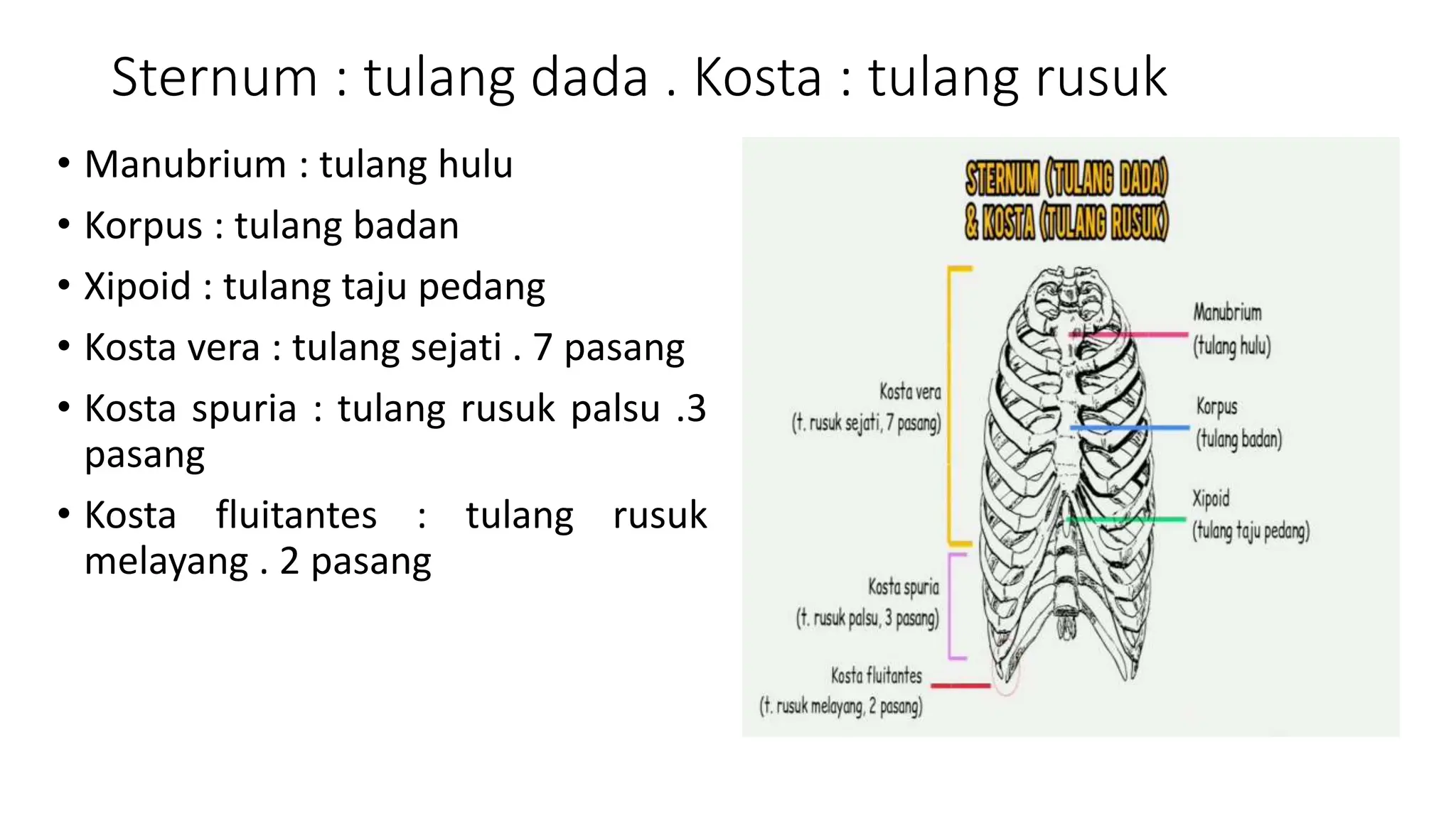 ANATOMI TULANG RANGKA MANUSIA DN ORGAN TUBUH.pptx