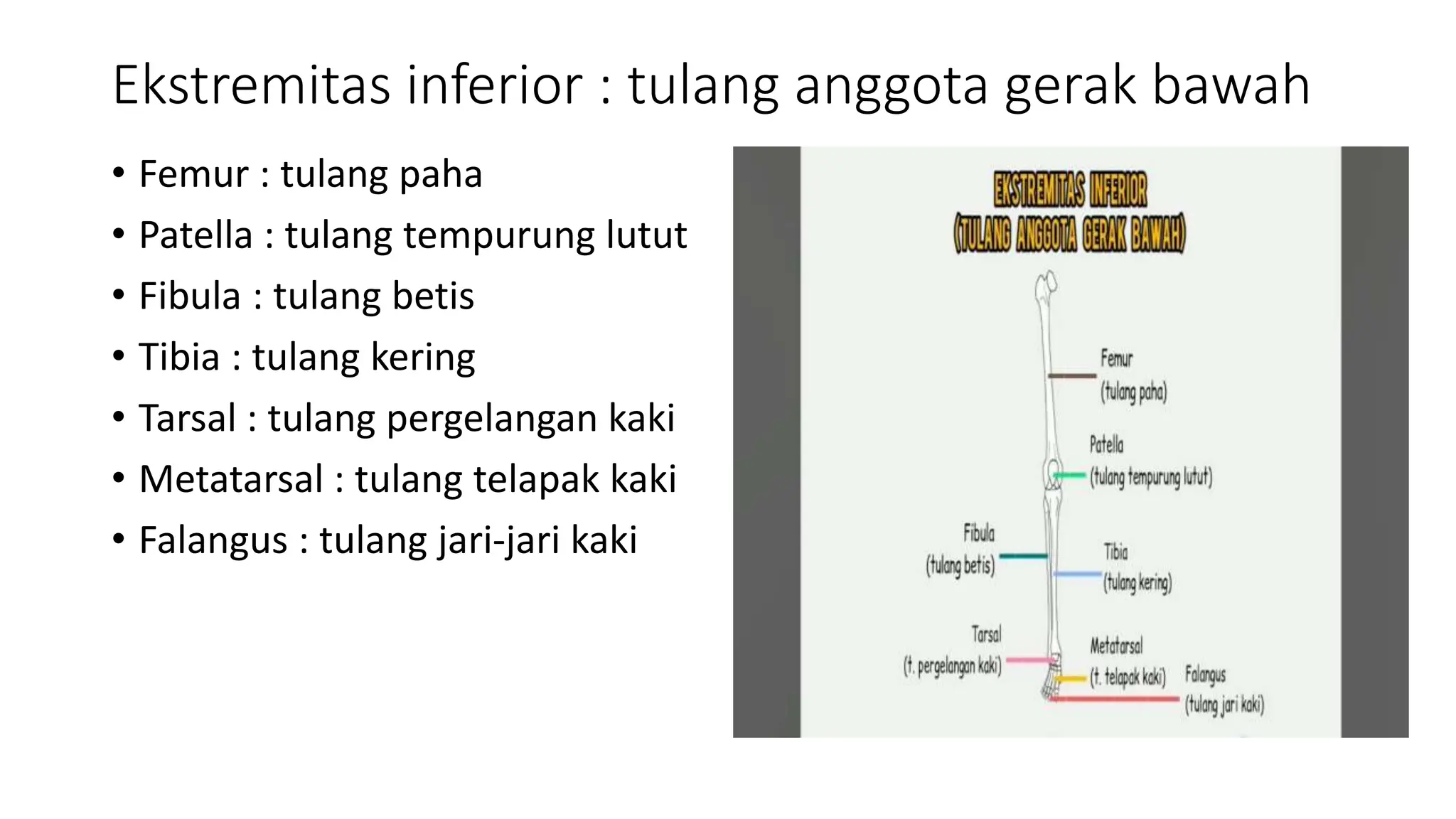 ANATOMI TULANG RANGKA MANUSIA DN ORGAN TUBUH.pptx