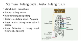 ANATOMI TULANG RANGKA MANUSIA DN ORGAN TUBUH.pptx