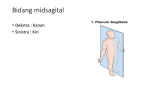 ANATOMI TULANG RANGKA MANUSIA DN ORGAN TUBUH.pptx