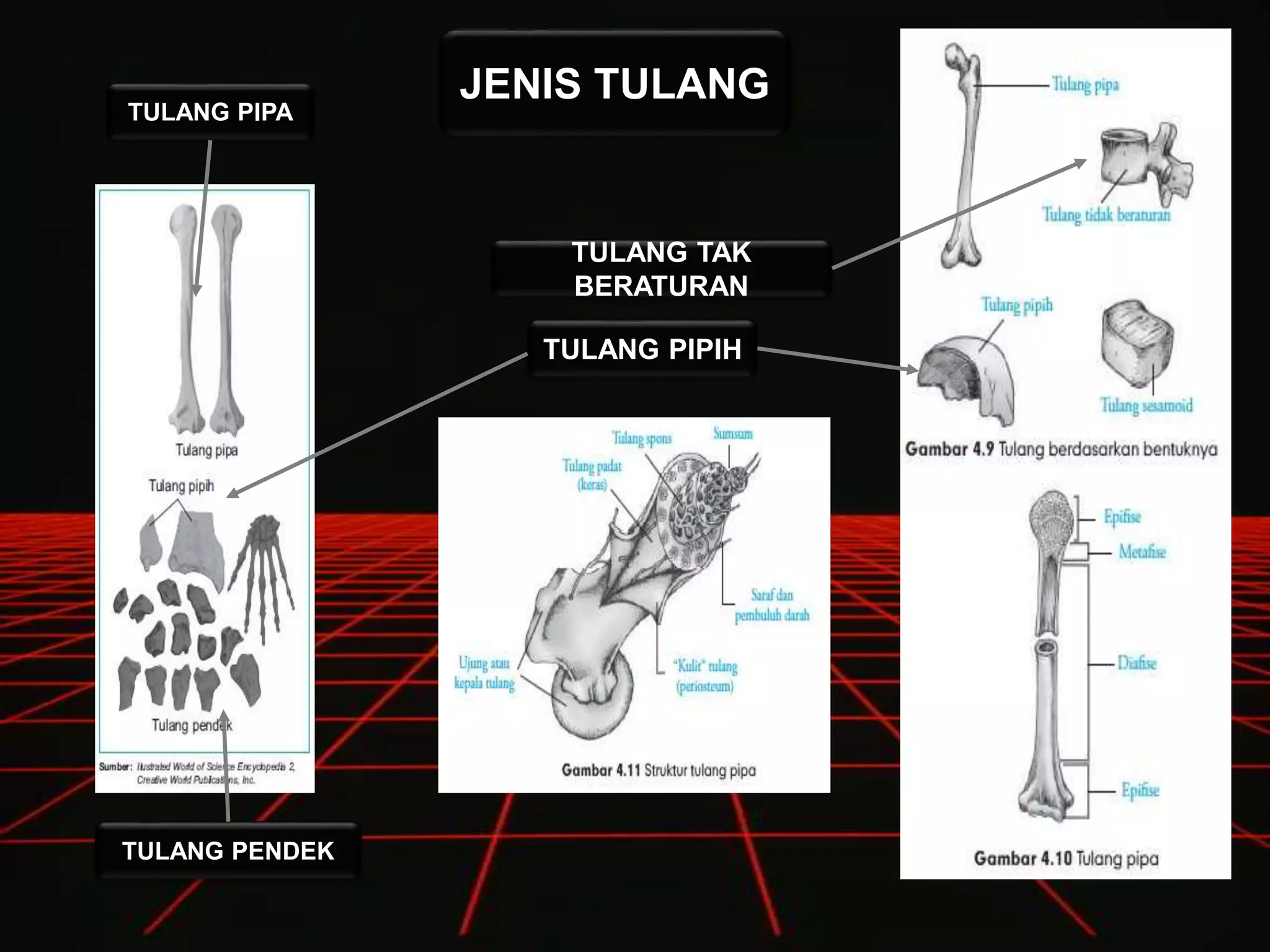 Anatomi tulang rev. | PPTX