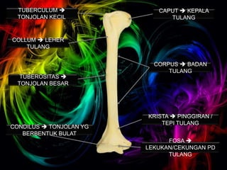 Anatomi tulang rev. | PPTX