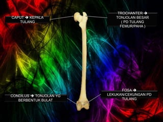 Anatomi tulang rev. | PPTX