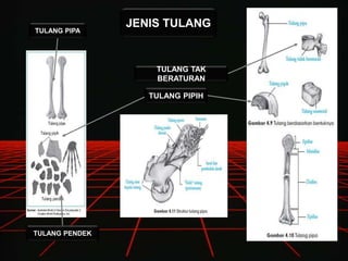 Anatomi tulang rev. | PPTX