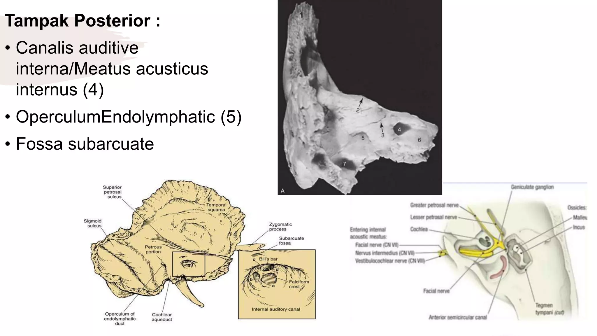 Anatomi Tulang Temporal dan Dasar Tengkorak.pptx