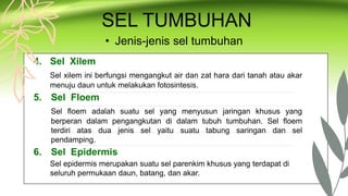 anatomi dan fisiologi pada tumbuhannnnnnnnnn | PPT