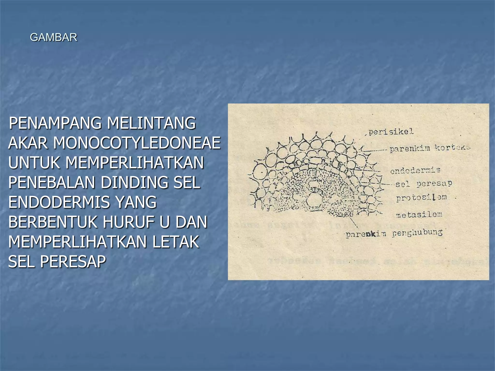 Anatomi Tumbuhan : Akar | PPTX