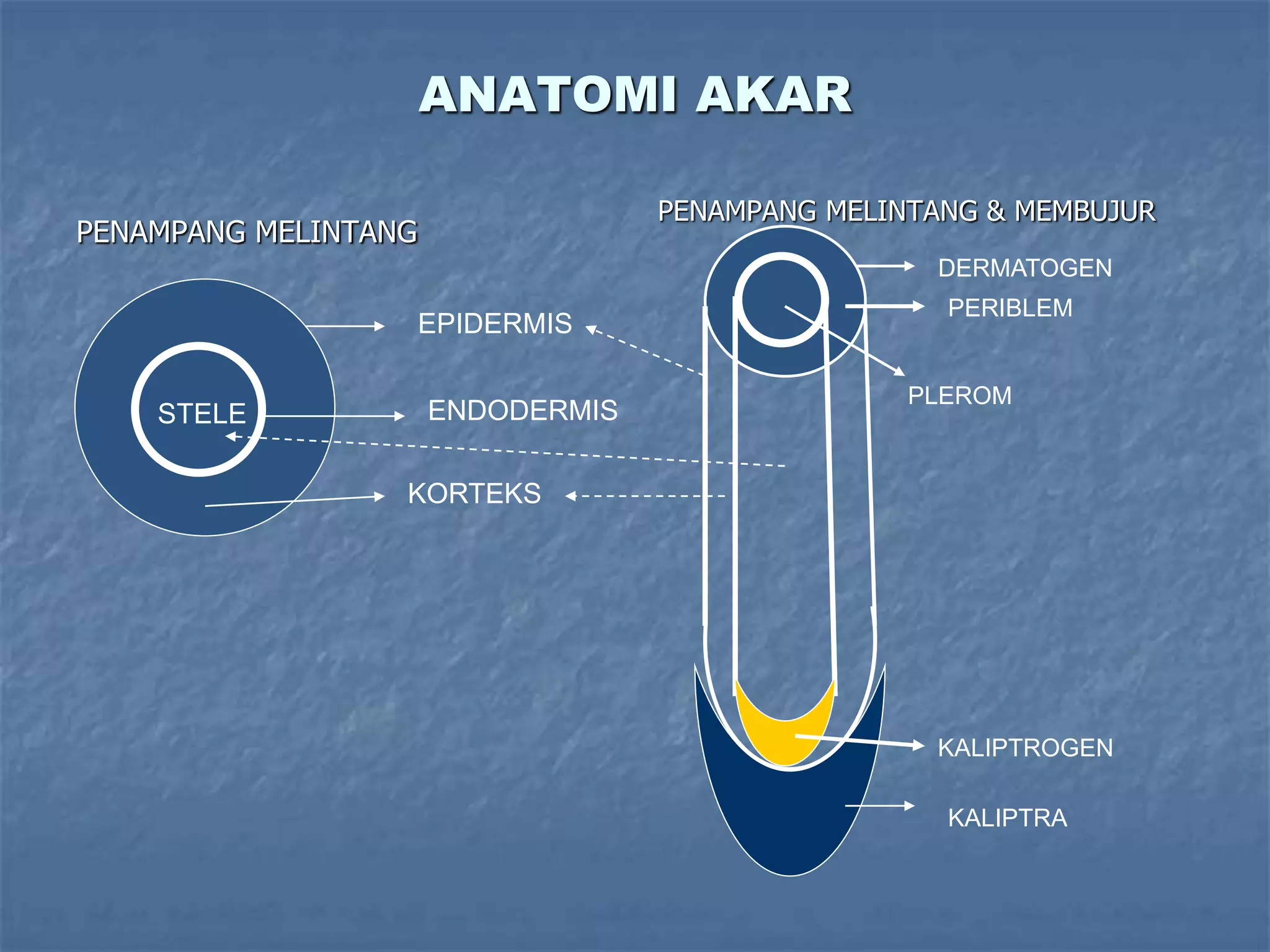 Anatomi Tumbuhan : Akar | PPTX