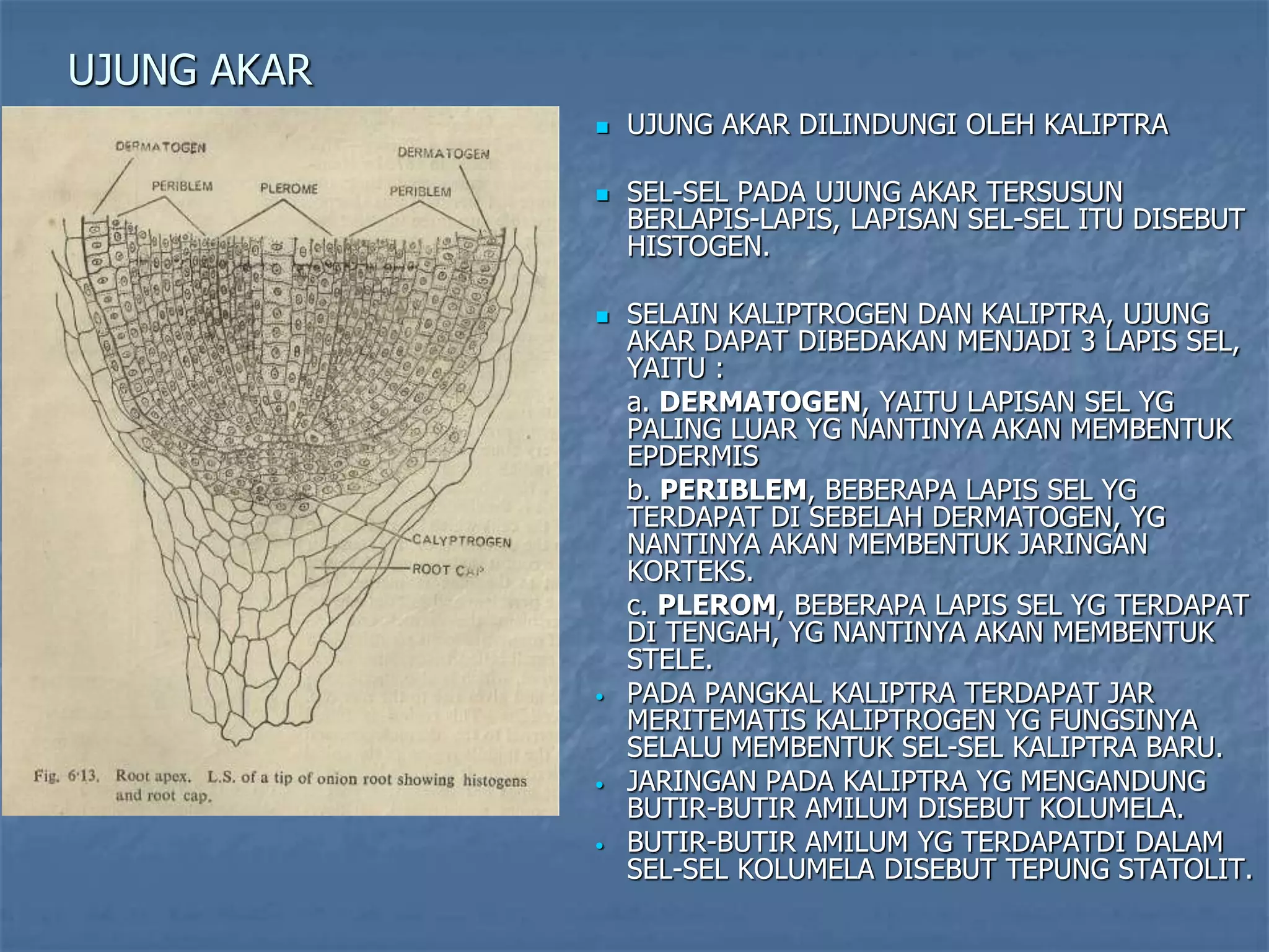 Anatomi Tumbuhan : Akar | PPTX