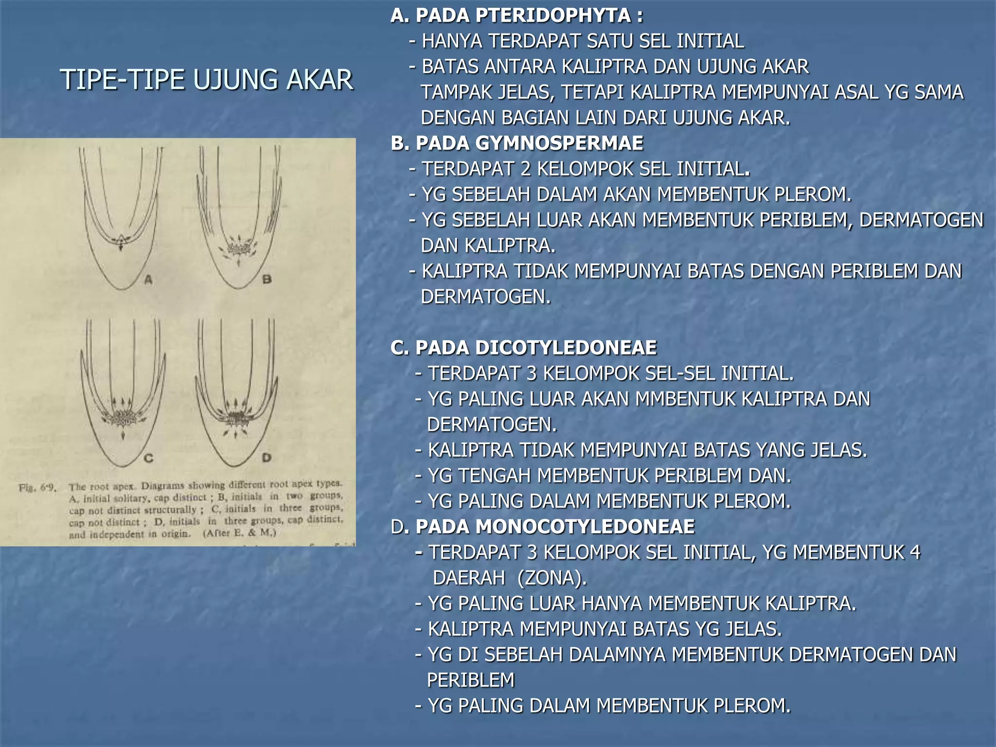 Anatomi Tumbuhan : Akar | PPTX