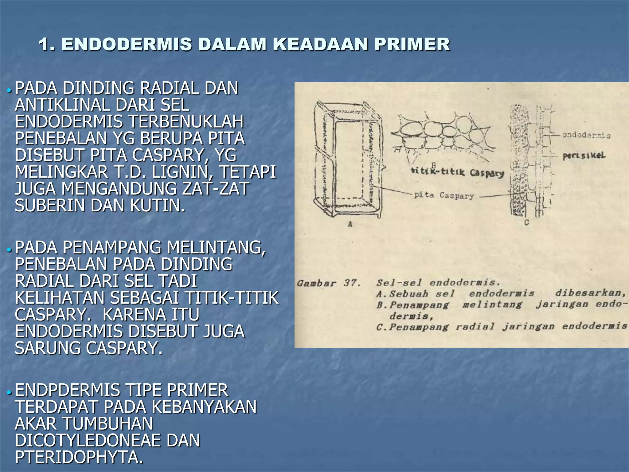 Anatomi Tumbuhan : Akar | PPTX