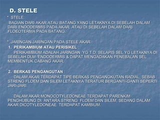 Anatomi Tumbuhan : Akar | PPTX