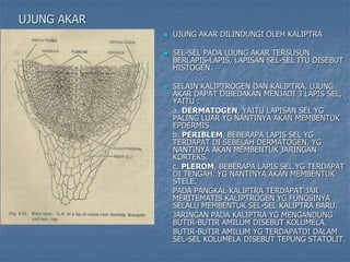 Anatomi Tumbuhan : Akar | PPTX