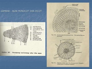 Anatomi Tumbuhan : Akar | PPTX