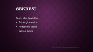 Anatomi urinari | PPTX