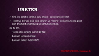 Anatomi urinari | PPTX