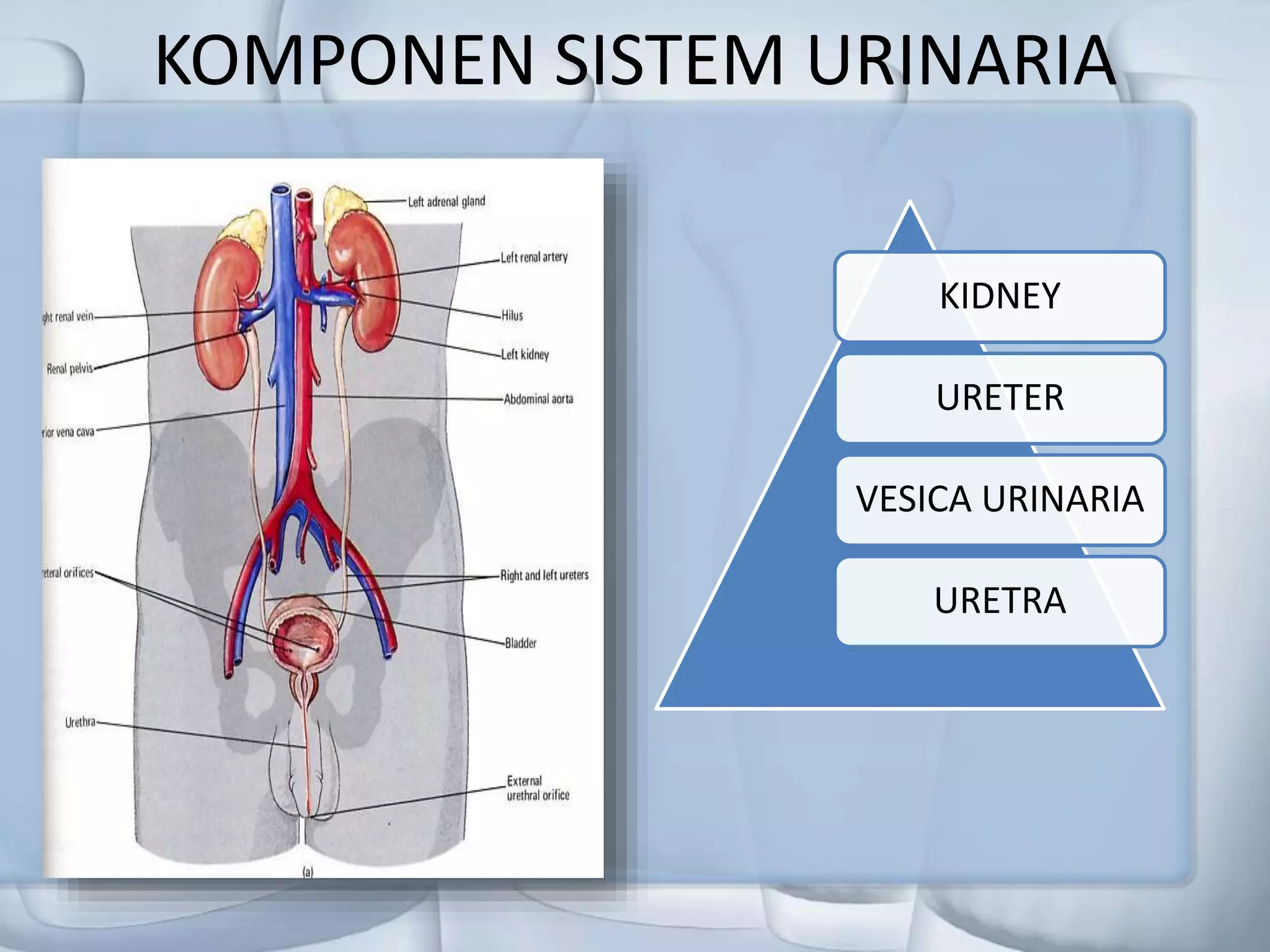 Anatomi Urinaria | PPTX