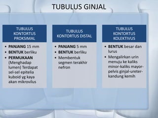 Anatomi Urinaria | PPTX
