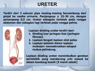 Anatomi Urinaria | PPTX