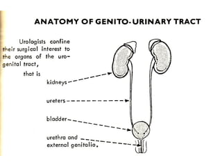 anatomi urologi track to understand by us | PPT