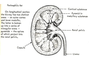 anatomi urologi track to understand by us | PPT