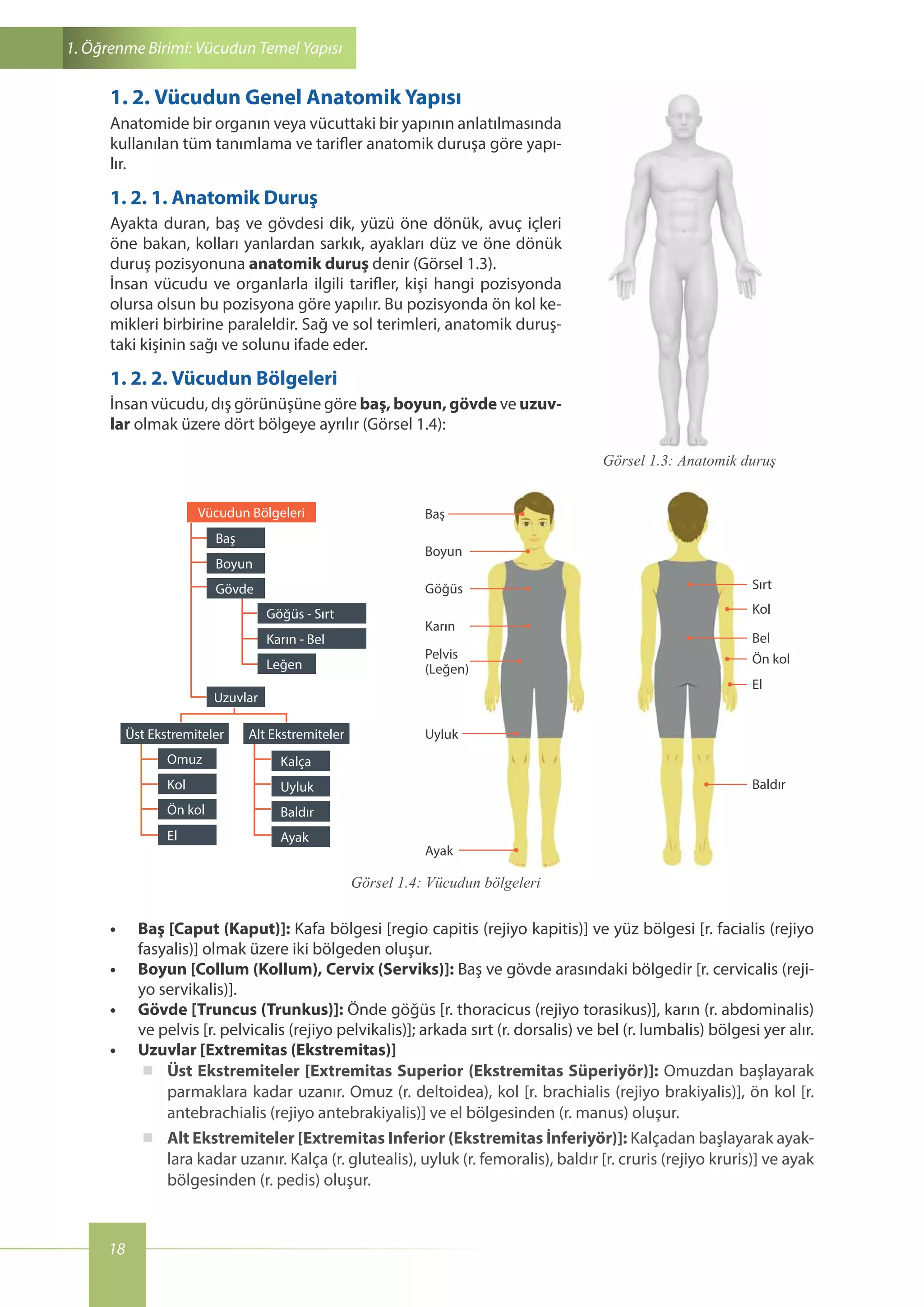 9.sınıf anatomi ve fizyoloji kitabı | PDF