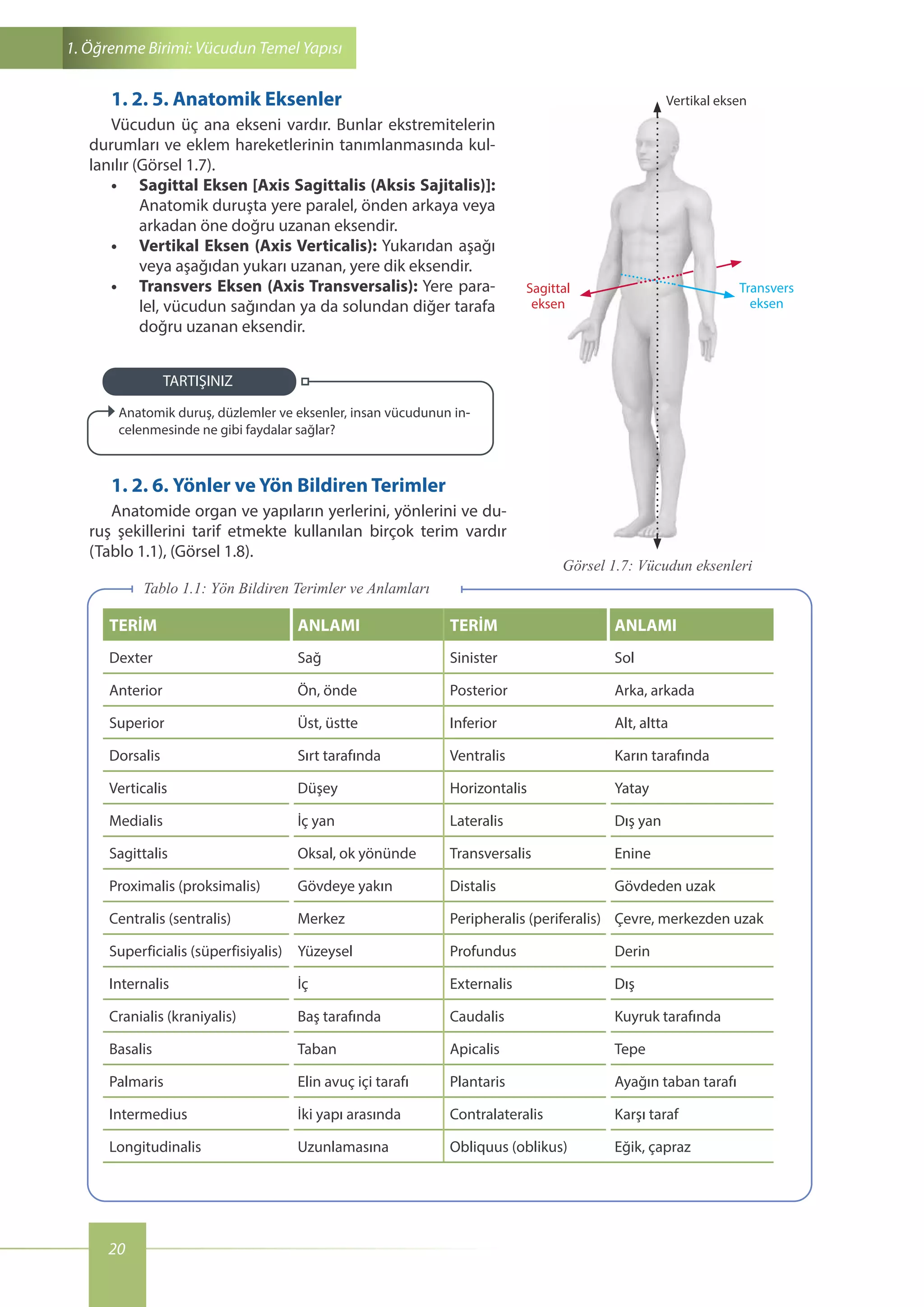 9.sınıf anatomi ve fizyoloji kitabı | PDF