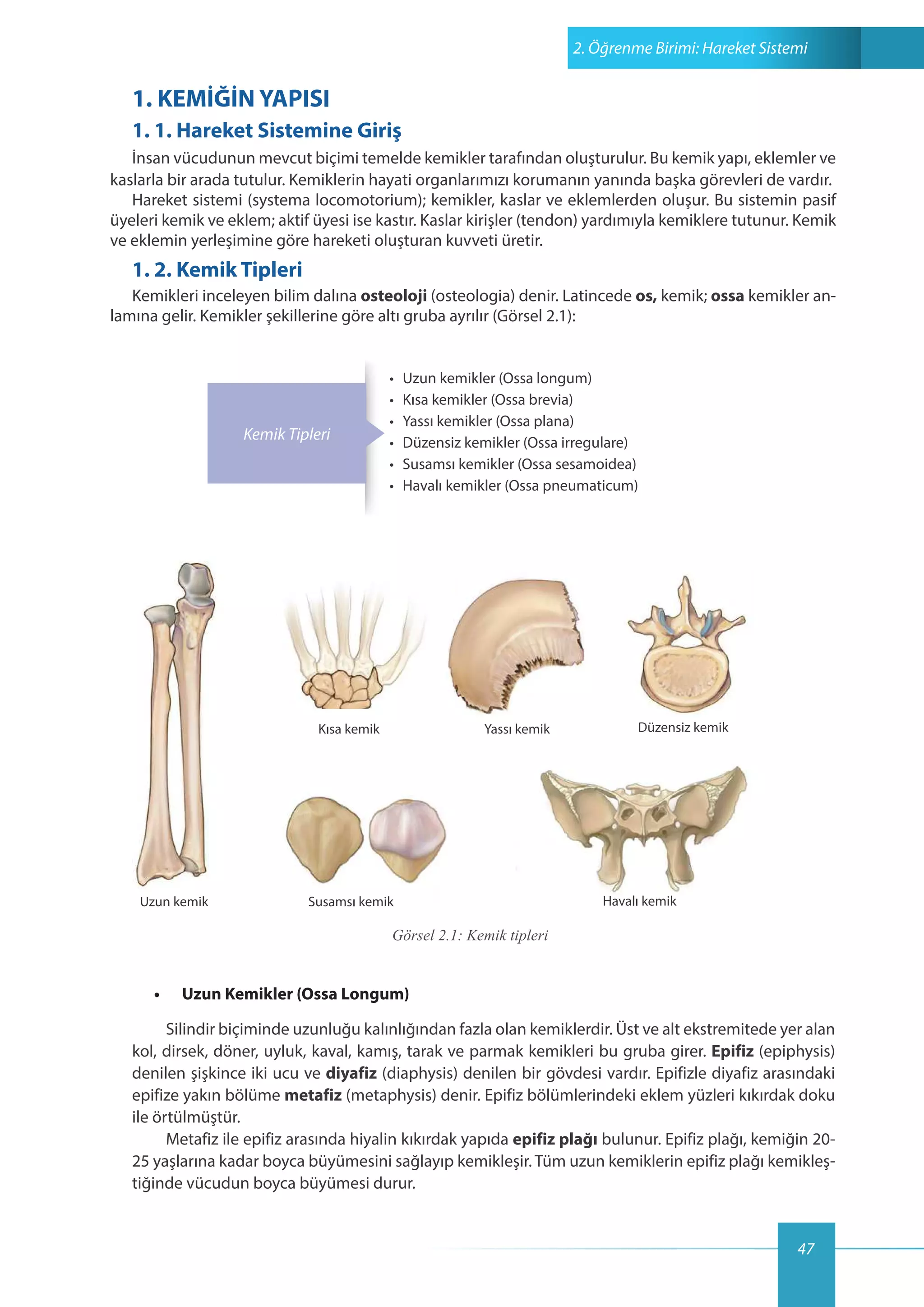 9.sınıf anatomi ve fizyoloji kitabı | PDF